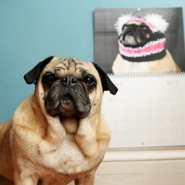 All You Need is Pug: Dog Hats Pug Hats and by AllYouNeedIsPugShop