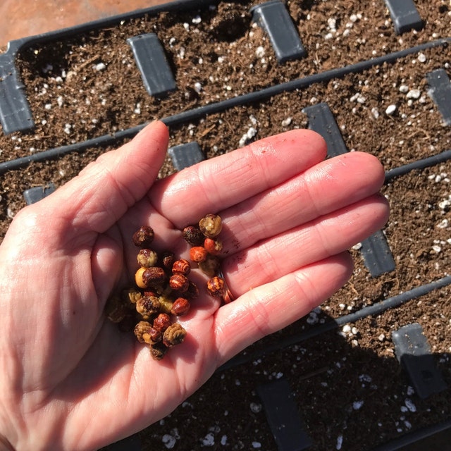 Herb Seed Kits Heirloom Seeds and Plants by mountainlilyfarm