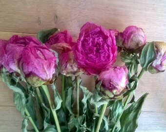 Dried peonies | Etsy
