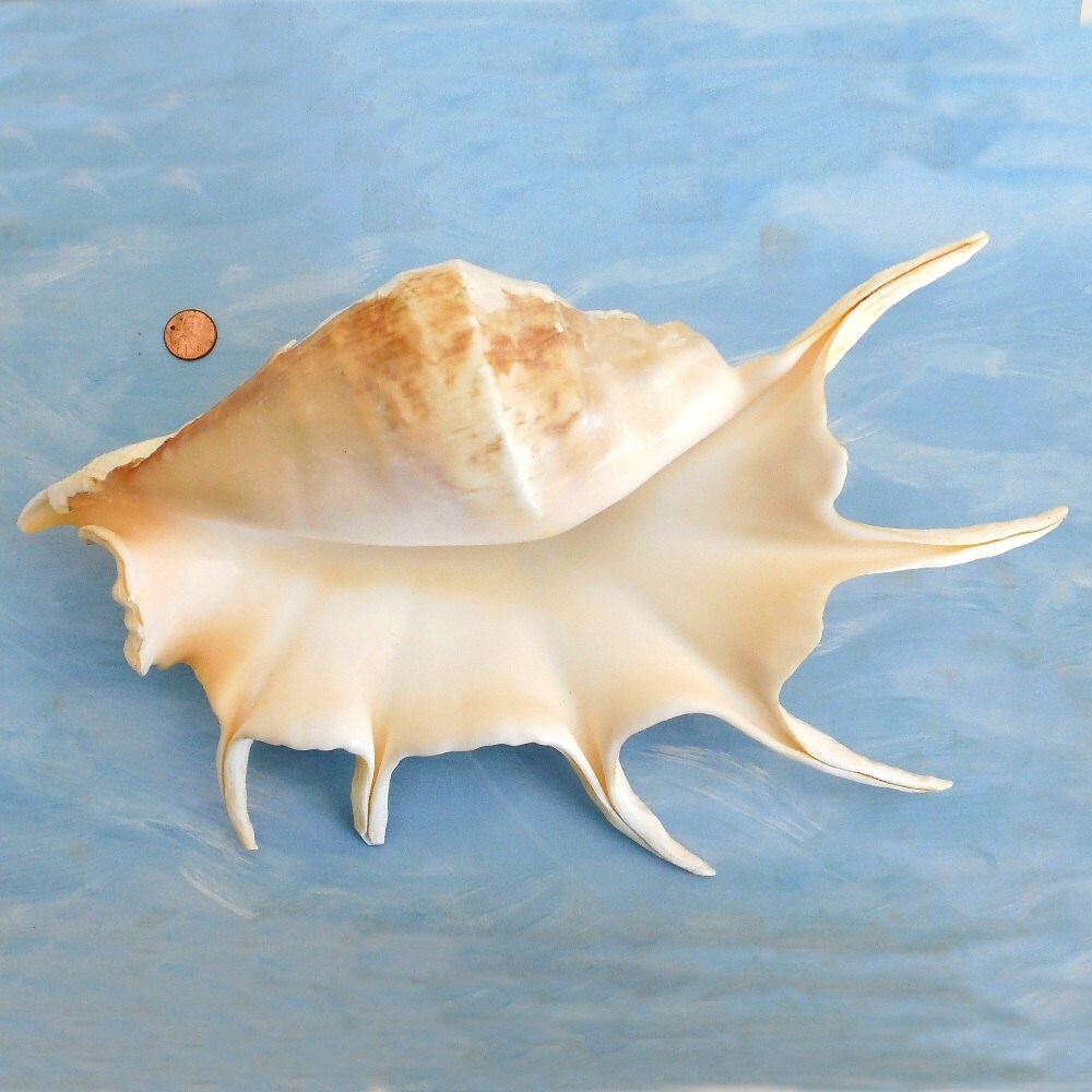 Large Spider Conch Seashell 13.5 in. Giant Spider Shell Sea