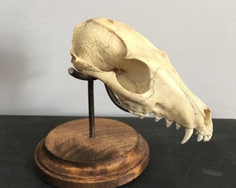 Small animal skull | Etsy