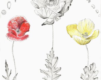 Poppy drawing | Etsy