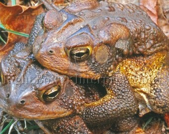 Right Bower Interpretations Books Art Music by RightBower on Etsy