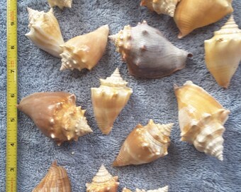 Large conch shell | Etsy