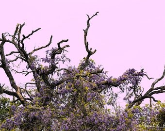 Wisteria tree | Etsy