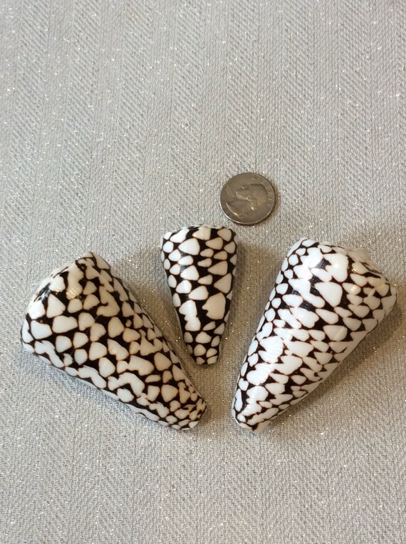 Set of 3 large hebrew cone shells from ShabbyShine on Etsy Studio