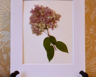 Pressed hydrangea | Etsy