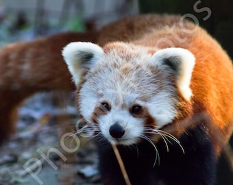 Red panda ears | Etsy