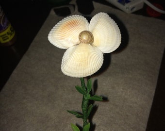 Shell arrangements | Etsy