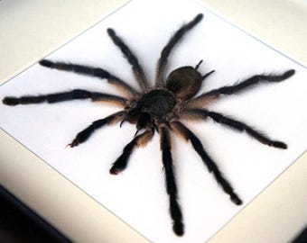 Real framed spiders and insects by TarantulaBox on Etsy