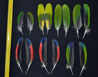 Parrot feathers | Etsy