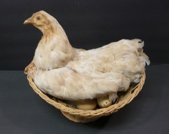 Taxidermy chicken | Etsy