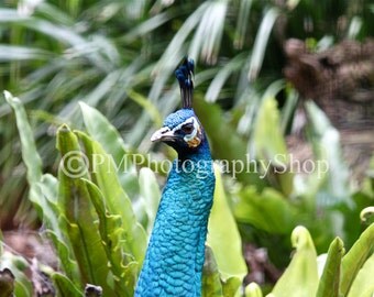 Peacock wallpaper | Etsy