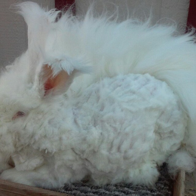 Angora Amore' by angoraamore on Etsy