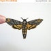 SALE deaths head moth pin brooch by friendlygesture on Etsy