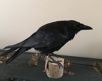 Stuffed crow | Etsy