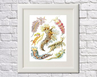 Marine biology print | Etsy