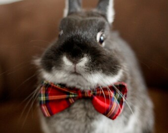 Pet rabbit clothing | Etsy