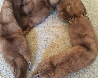 Vintage mink stole | Etsy