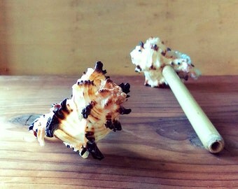 Unique seashell pipe related items | Etsy