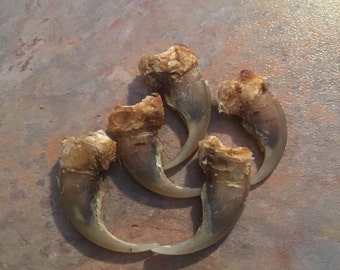 Real wolf claw | Etsy