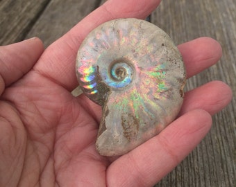 Opal fossil | Etsy