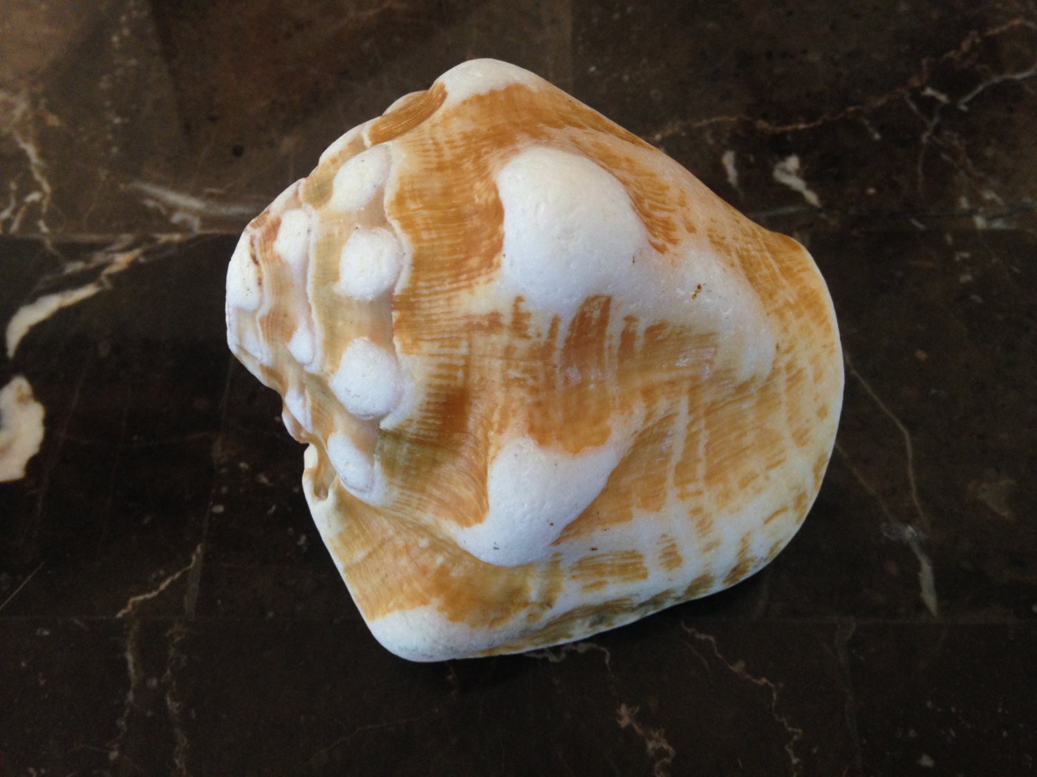 Seashells Solo Shell Caribbean Sea Shells Beach Wedding