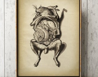 Veterinary art | Etsy