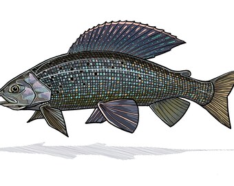 Grayling | Etsy