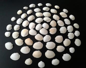 Natural sea shells | Etsy