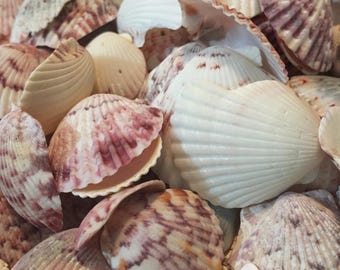 Bulk seashells | Etsy