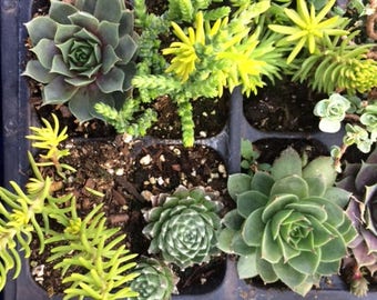 Succulent garden | Etsy