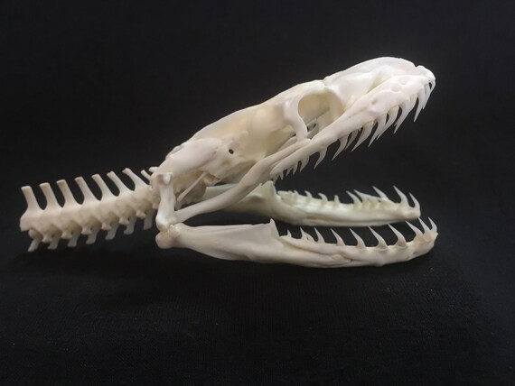 Burmese python skull