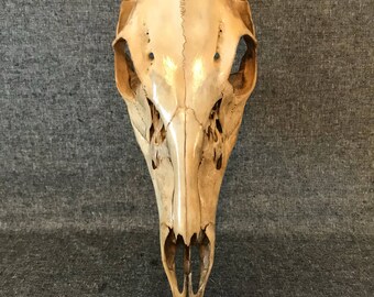 Skull deer | Etsy
