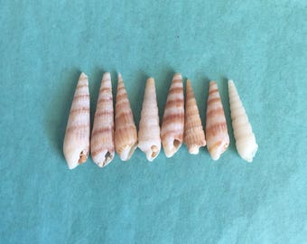 Auger shell | Etsy