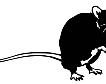 Rat decal | Etsy