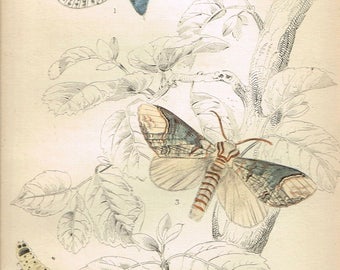 Antique moth print | Etsy