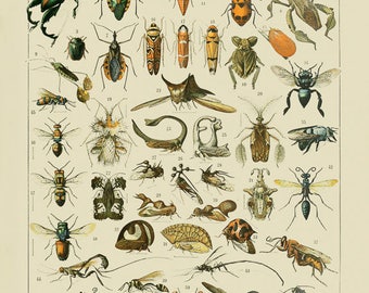 Insects Vintage Print 1 Insects Poster Insect Picture