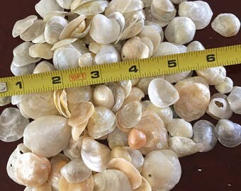 Jingle shells | Etsy