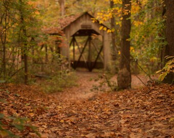 KCC Fall Digital Background/Backdrop Instant Download