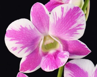 Orchid centerpiece | Etsy