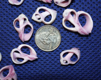 Cebu beauty shells | Etsy