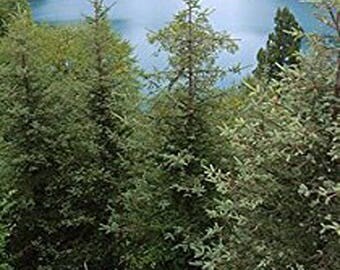 TreesAgain Potted Blue Spruce Tree Picea pungens 12 to 18