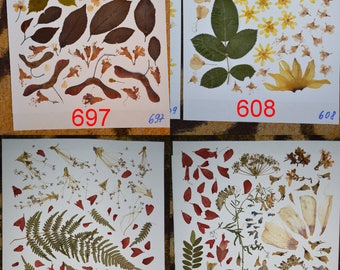 Pressed leaves | Etsy