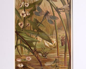 Dragonfly art | Etsy