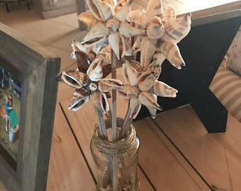 How to Make Coquina Seashell Flowers Download Complete