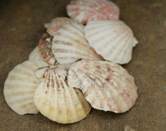 Natural sea shells | Etsy