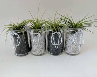 Mini mason jars | Etsy