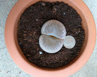 Lithops | Etsy