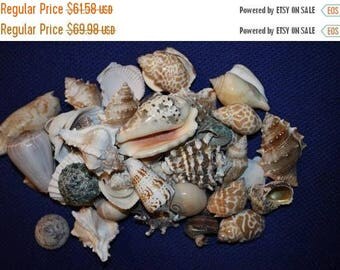 Bulk seashells | Etsy